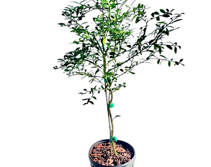 Rare Finger Lime Tree | Microcitrus Australasica | One Gallon Tree ...