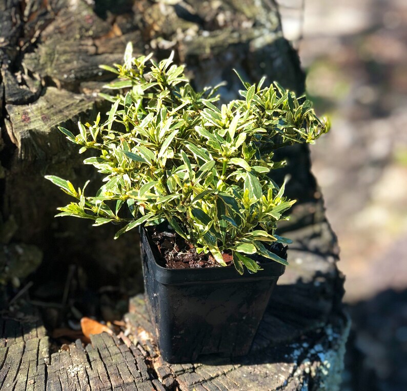 Gardenia Radicans | Variegated Dwarf Miniature | Pre-bonsai Live Plant ...