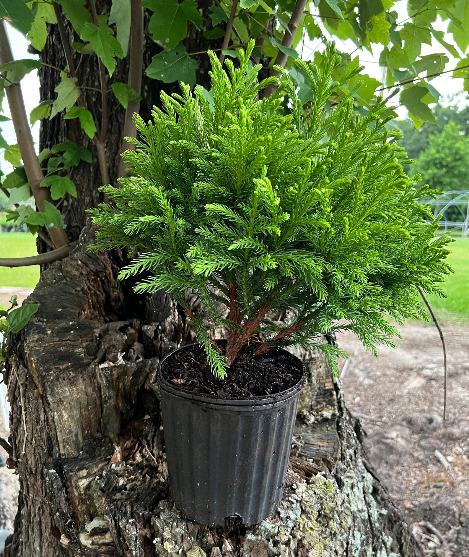 Dwarf Japanese Cedar Cryptomeria Globosa Nana Japanese Dwarf - Etsy