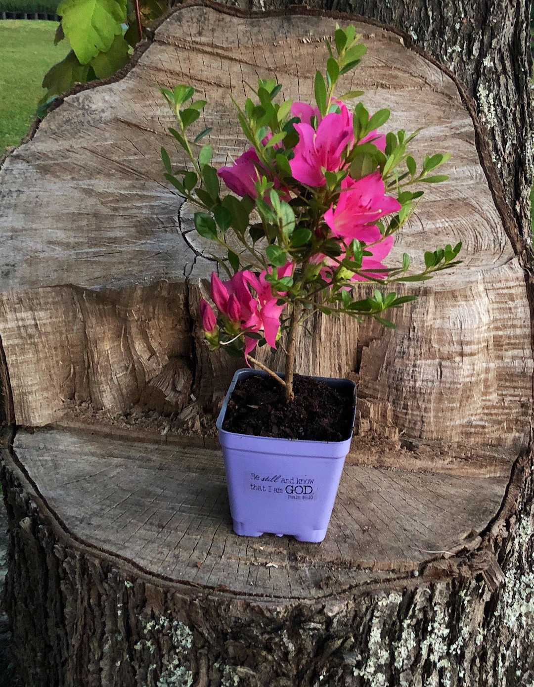 Dwarf Azalea Momo No Haru Satsuki Beautiful Pink Blooms - Etsy