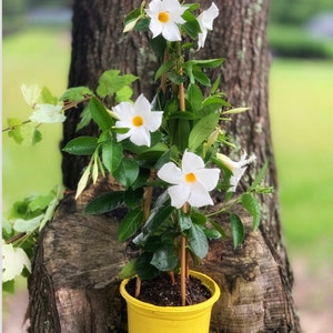 Mandevilla Dipladenia Rocket-trumpet Vine White Blooms (do Not Ship to ...