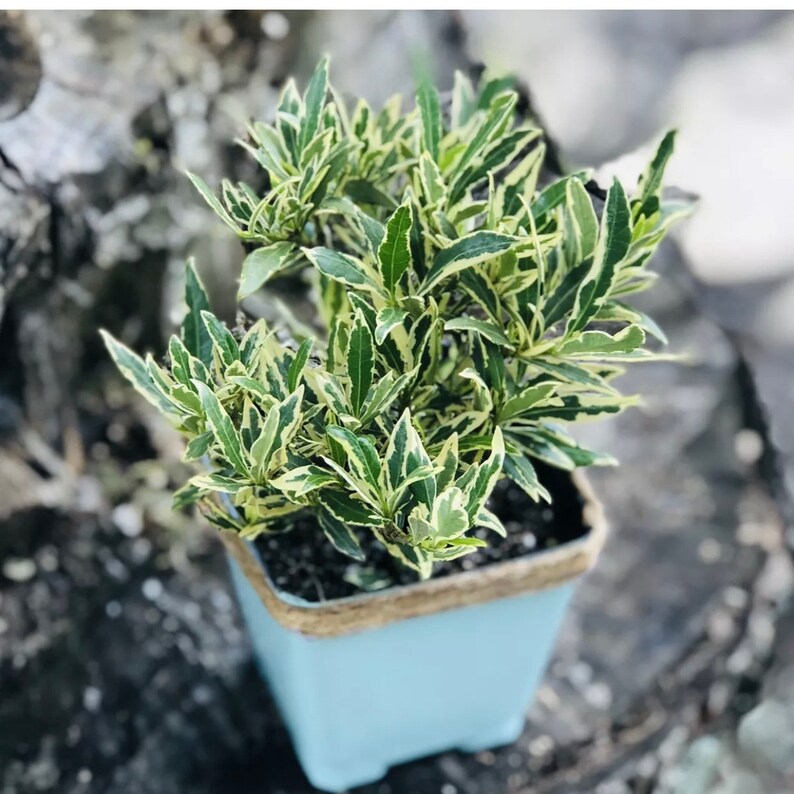 Gardenia Radicans | Variegated Dwarf Miniature | Pre-bonsai Live Plant ...