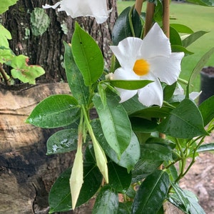 Mandevilla Dipladenia Rocket-trumpet Vine White Blooms (do Not Ship to ...