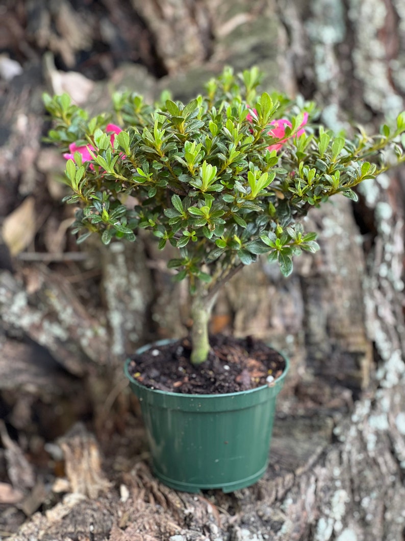 Azalea Pink Bonsai Dwarf Satsuki Azalea - Etsy