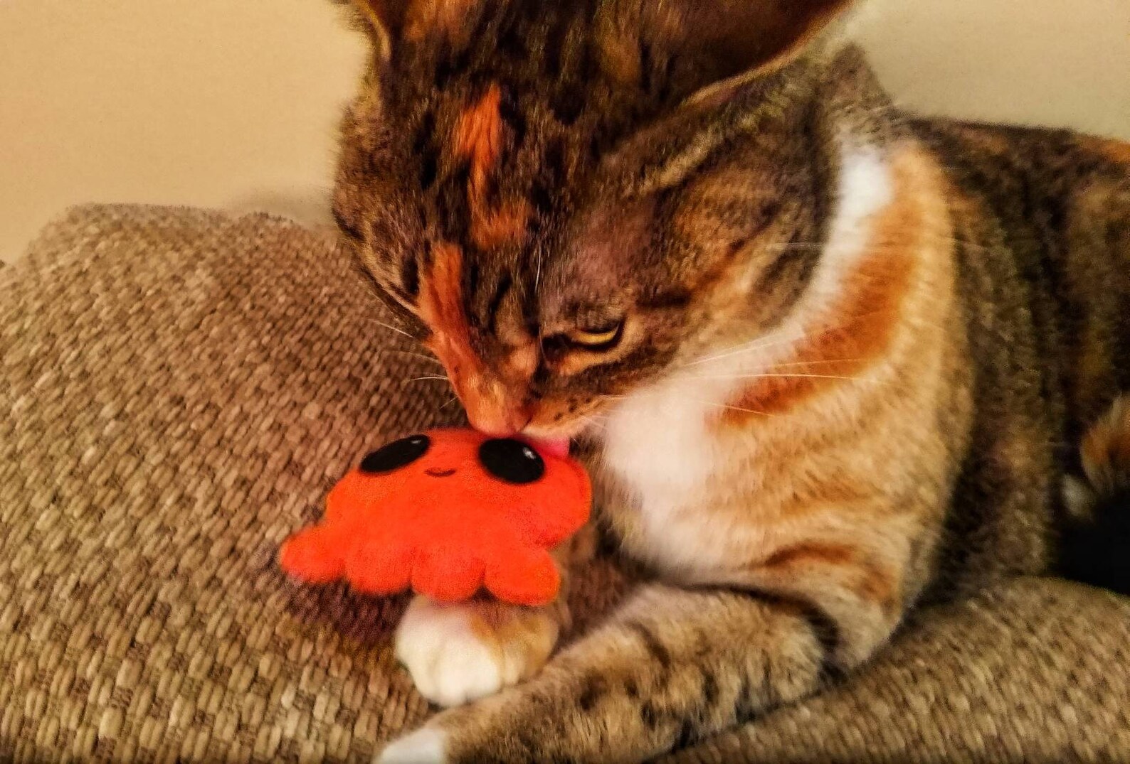 Octopus Cat Toy with Organic Catnip OR Rattle Ocean Fish | Etsy