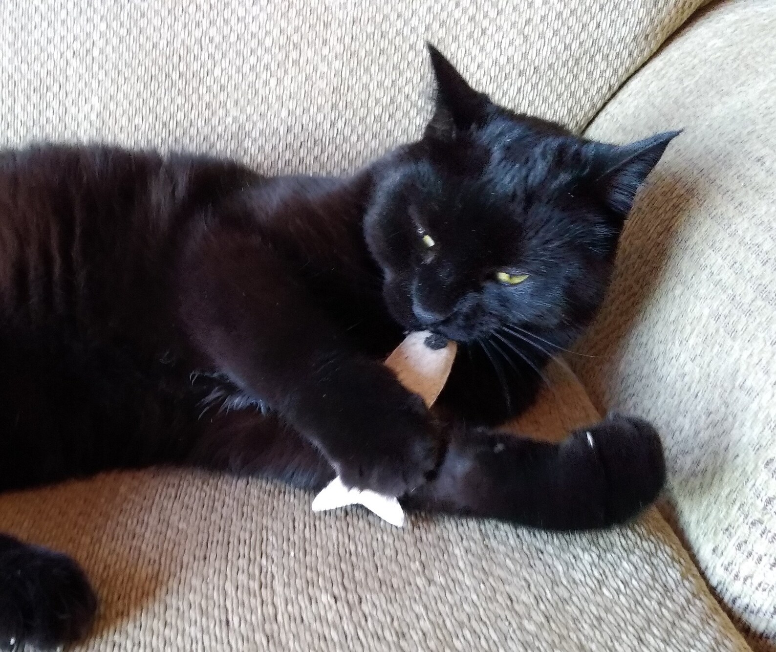 Catnip Fish Toy Cat Toy Set Sardine Fish Toy Gift for Cat Lover ...