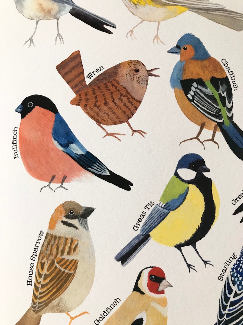 A4 British Garden Birds Poster-birdwatcher Bird - Etsy Sweden