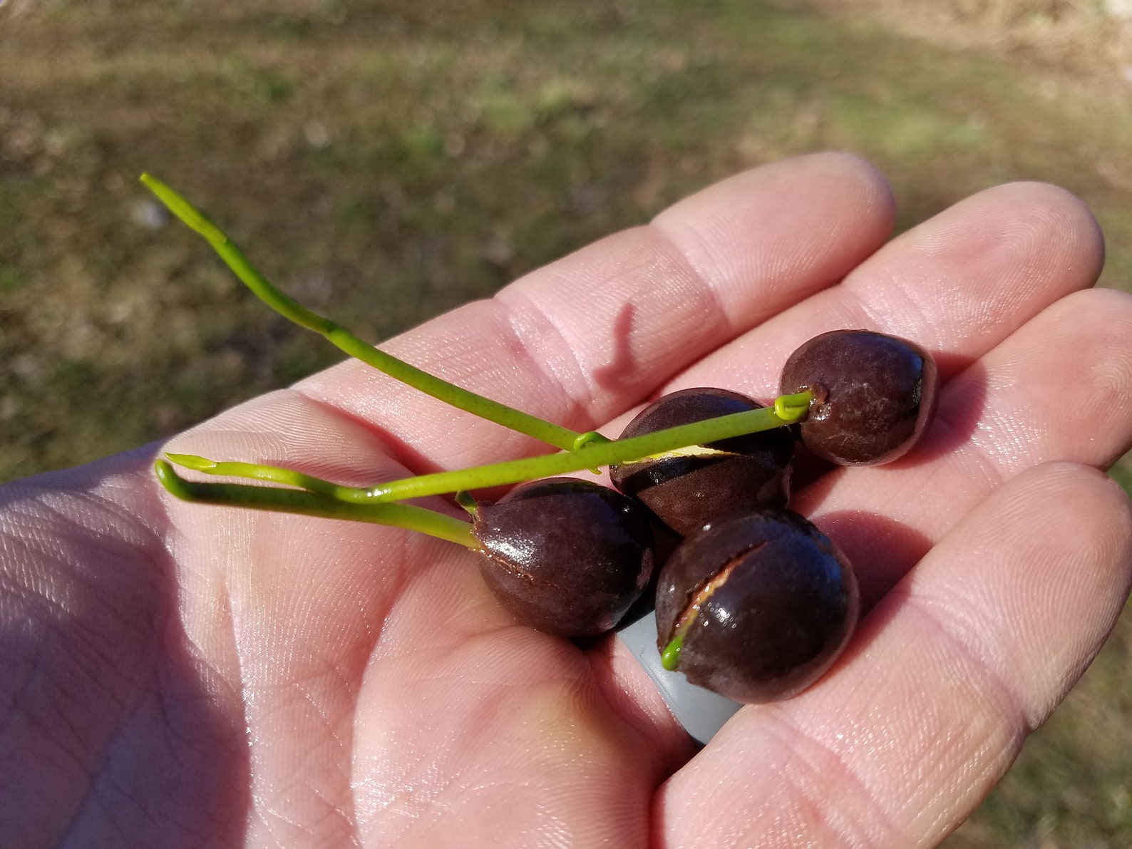 American Lotus Seeds (a.k.a. Nelumbo Lutea, Water Chinkapin, Graine a ...