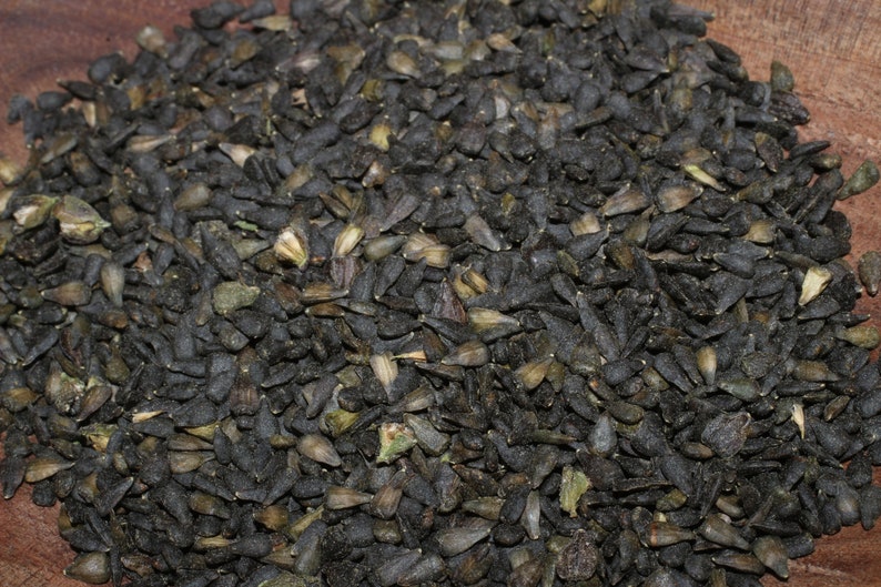 Marsh Elder Seeds a.k.a. Iva annua Sumpweed | Etsy