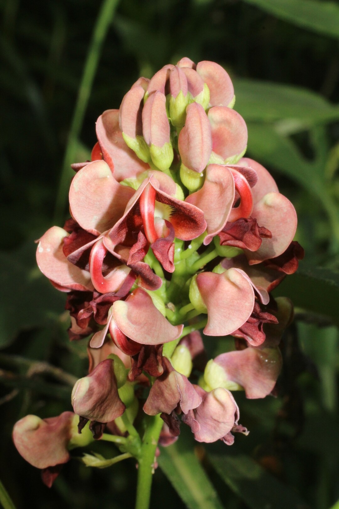 Hopniss Tubers aka Apios Americana, Groundnut, Potato Bean, Indian ...