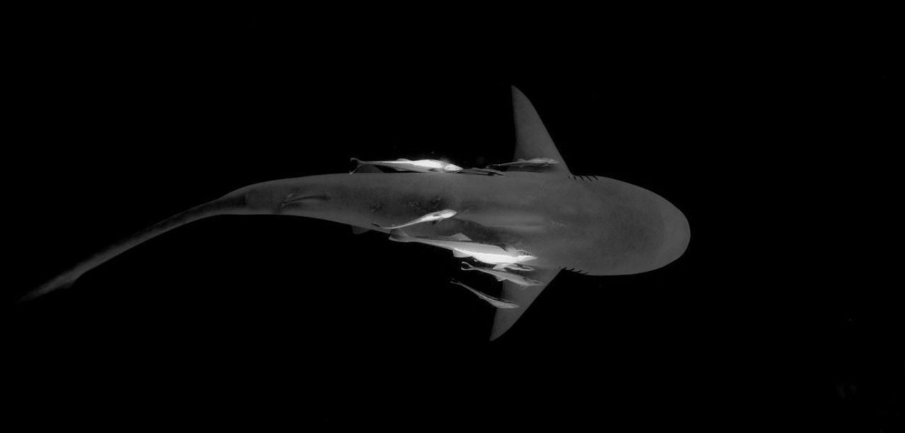 Bull Shark Fine Art Nature Giclée Print on Hahnemühle Bamboo - Etsy UK