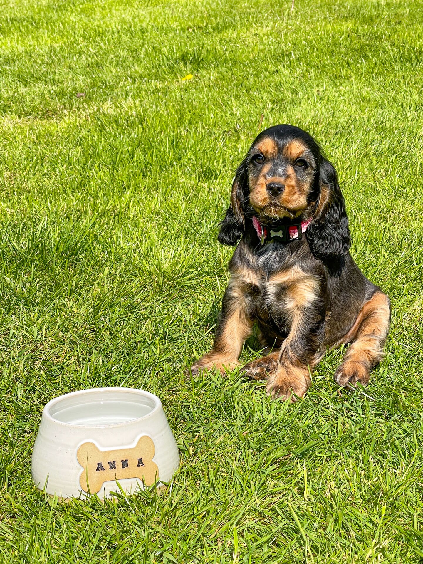 Handmade Personalised Spaniel Bowl in Stoneware Made to - Etsy