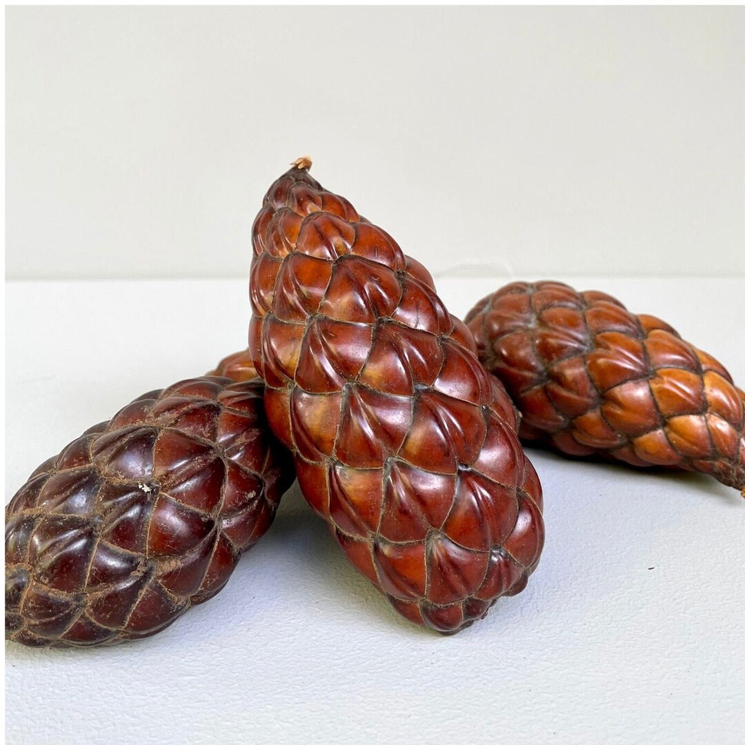 Raffia Dried Fruit of Raphia Palm Tree Set of 3 Pieces - Etsy