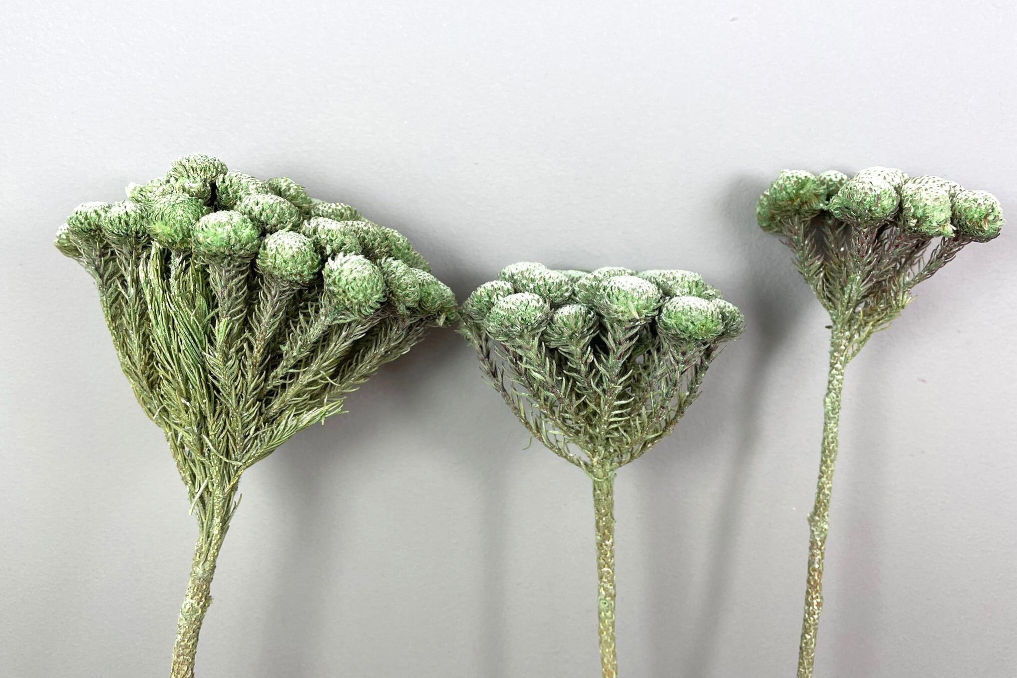 Brunia Albiflora spring Frost Dried and Colored Coffee - Etsy