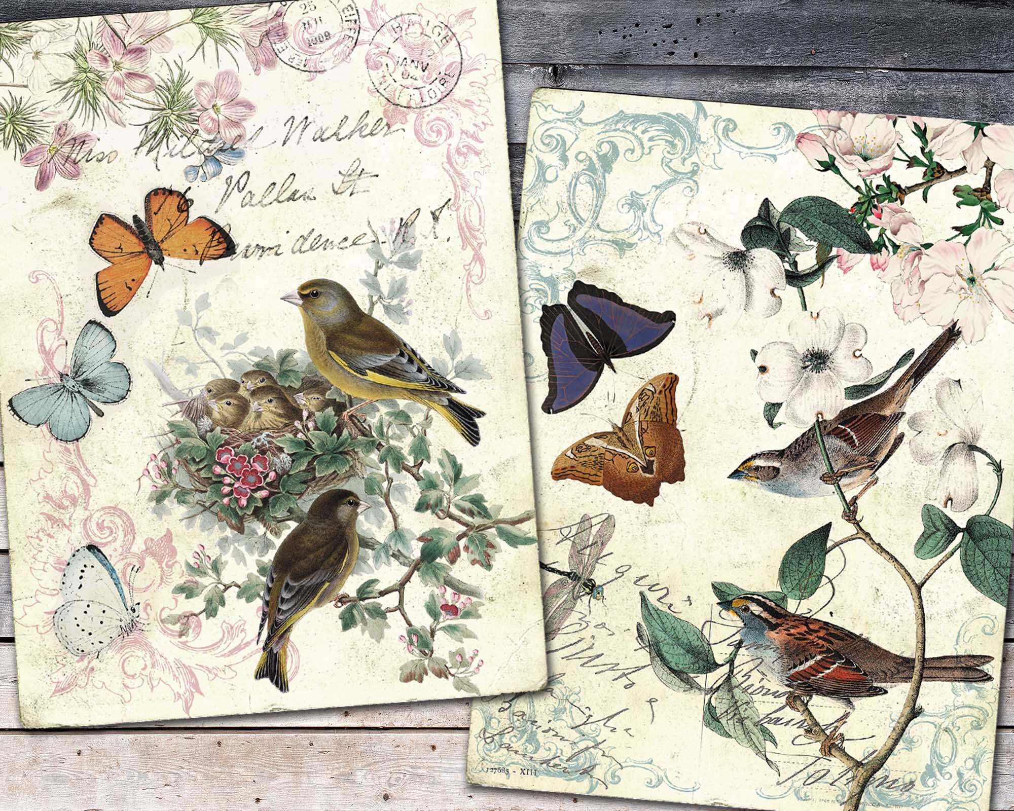 Printable Birds and Bugs Paper Bird Journal Bird Pages - Etsy