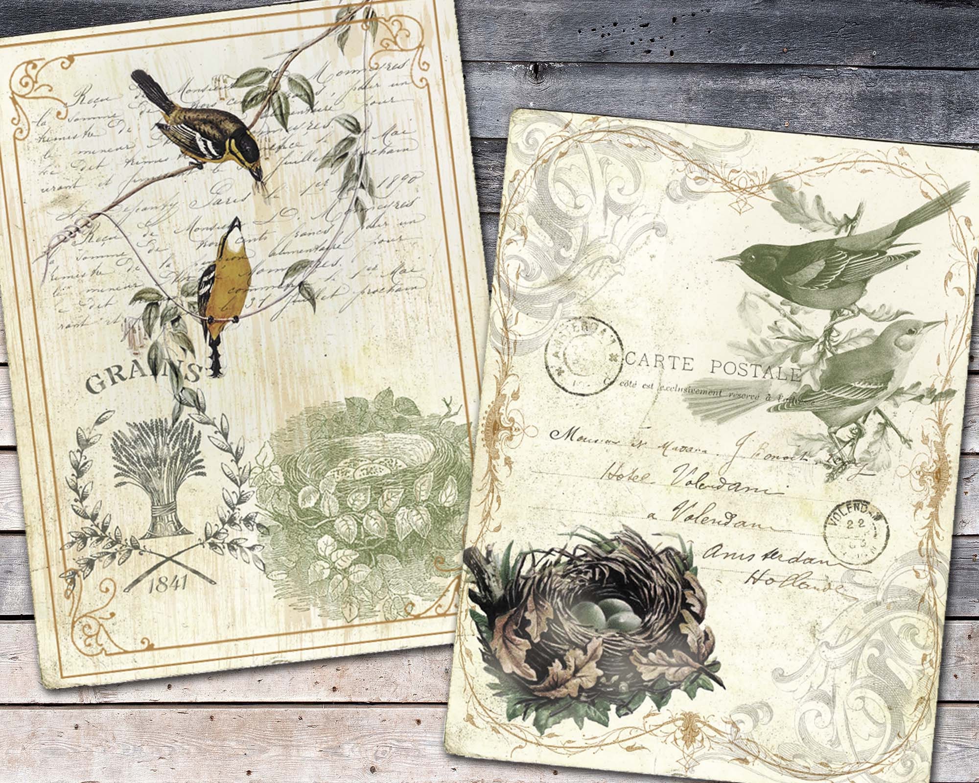 Vintage Birds and Nests Paper Shabby Bird Paper Victorian - Etsy