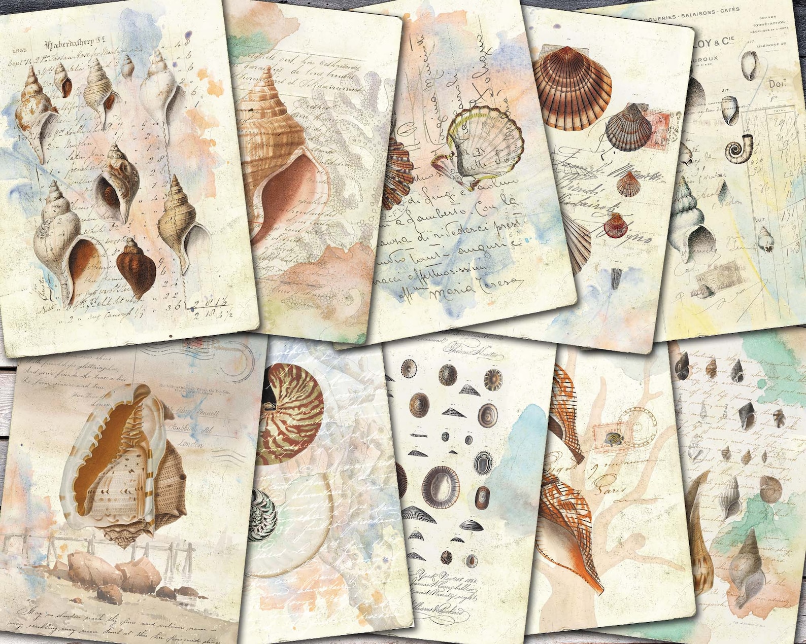 Printable Seashells Paper for Journal Sea Life Pages for - Etsy Finland