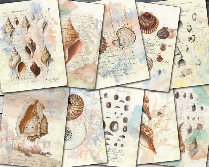 Printable Seashells Paper for Journal Sea Life Pages for - Etsy
