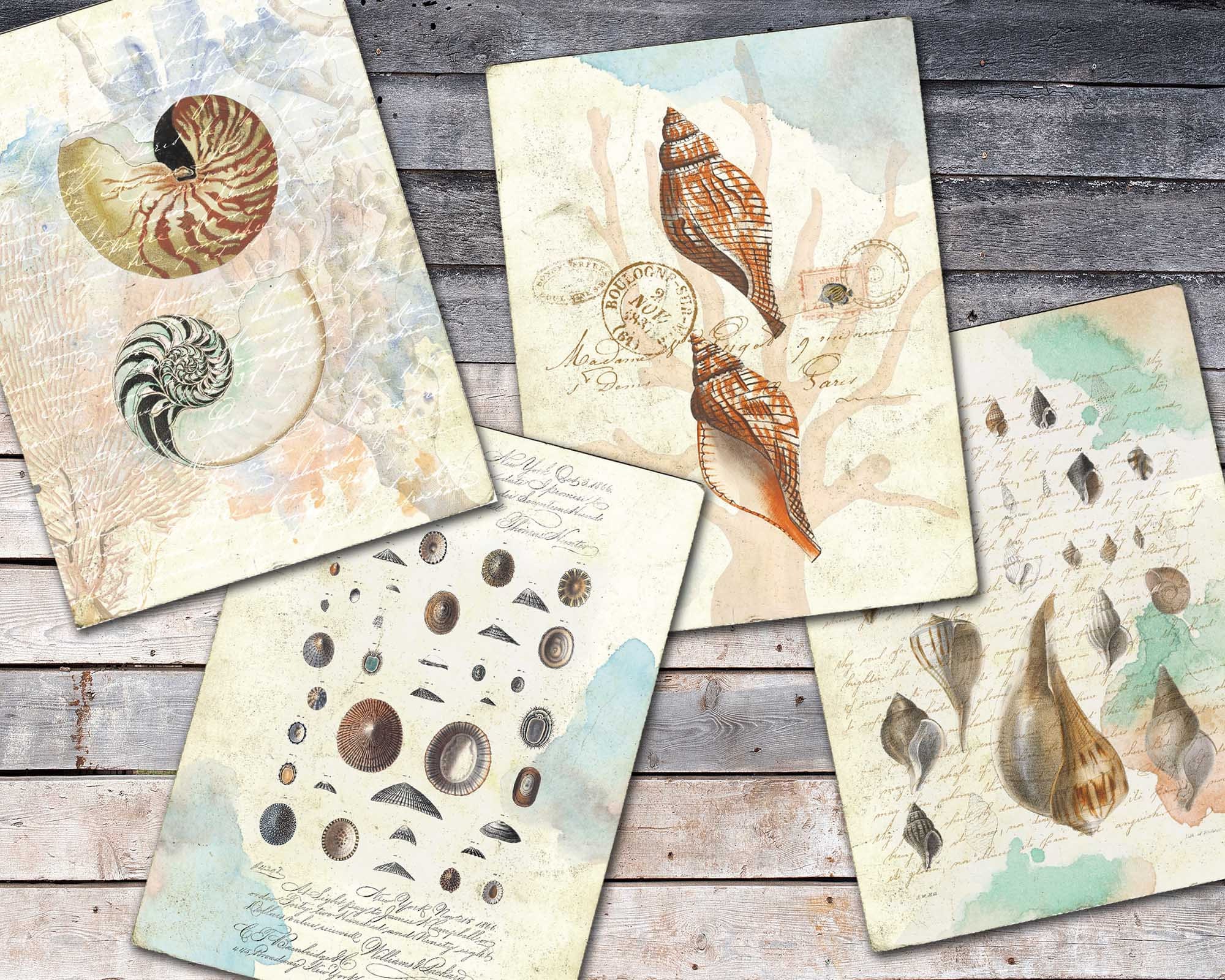 Printable Seashells Paper for Journal Sea Life Pages for - Etsy Finland