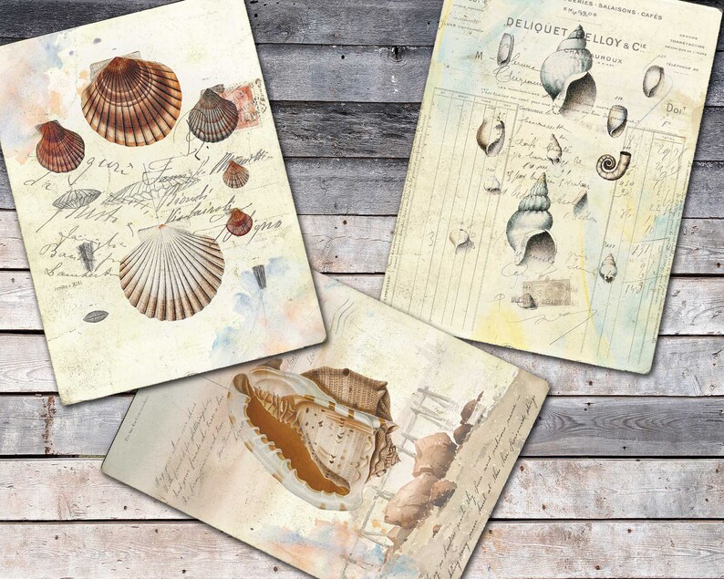 Printable Seashells Paper for Journal Sea Life Pages for - Etsy