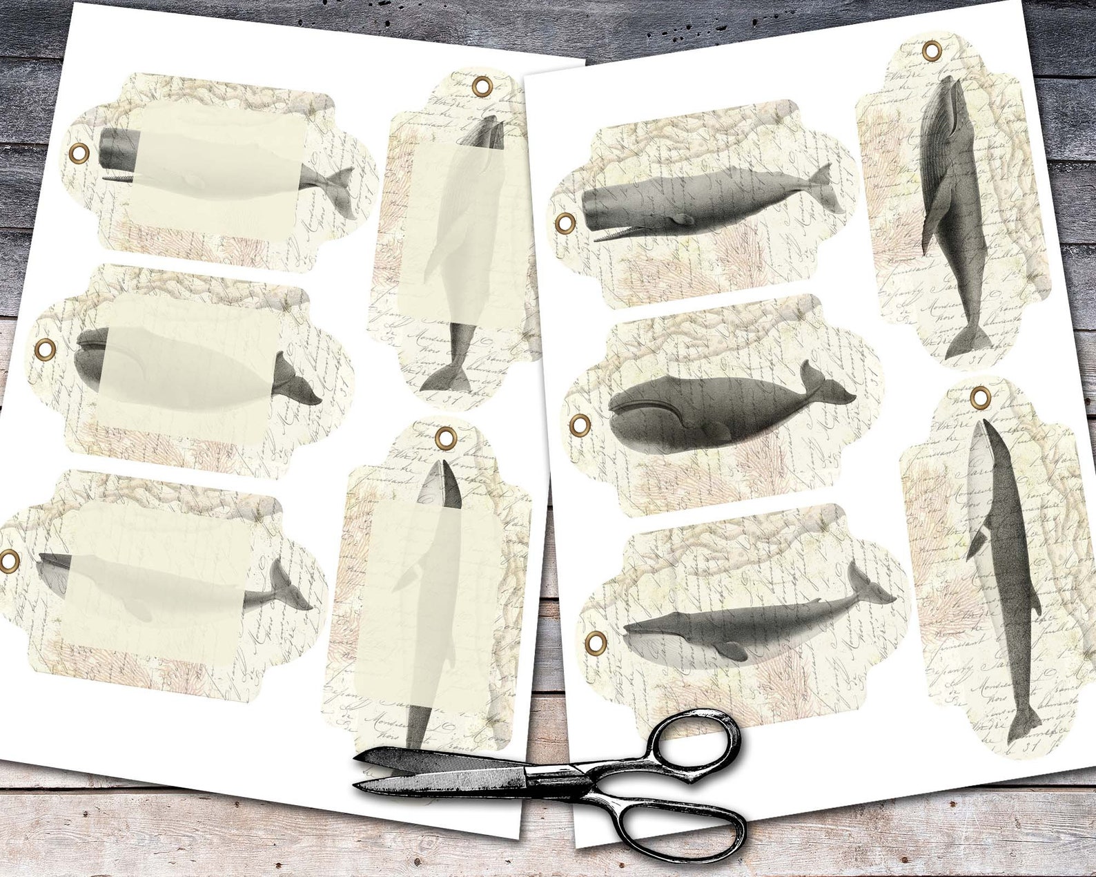 Editable Sea Life Tag Write On Ocean Life Tag Printable | Etsy