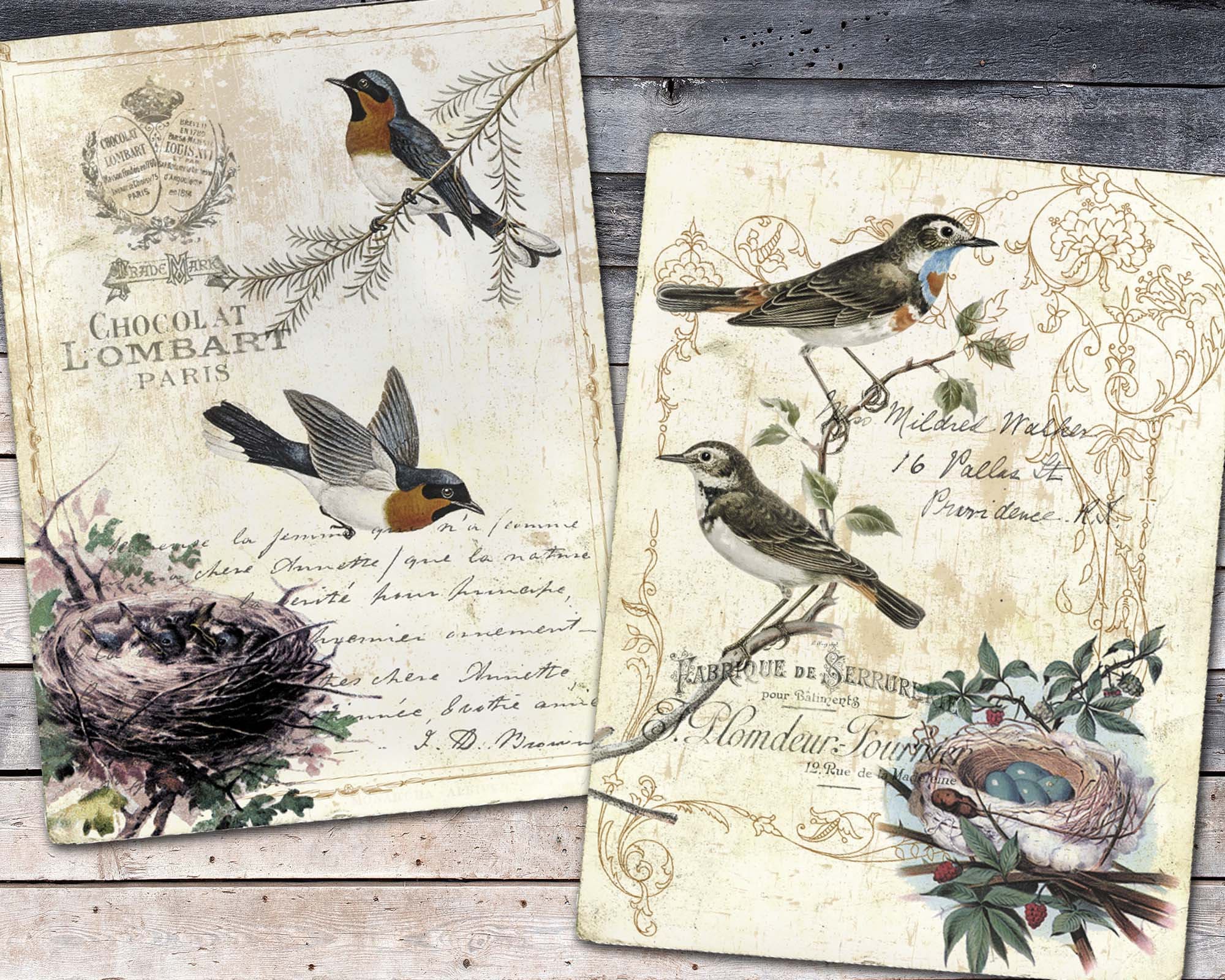 Vintage Birds and Nests Paper Shabby Bird Paper Victorian - Etsy