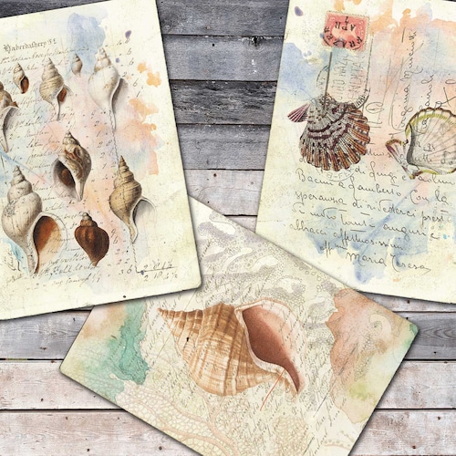 Printable Seashells Paper for Journal Sea Life Pages for - Etsy