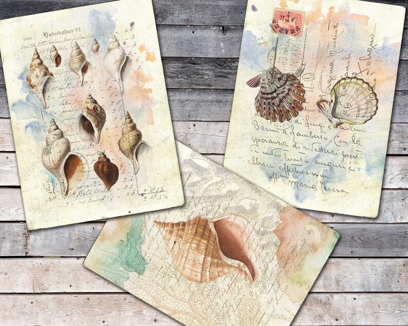 Printable Seashells Paper for Journal Sea Life Pages for - Etsy
