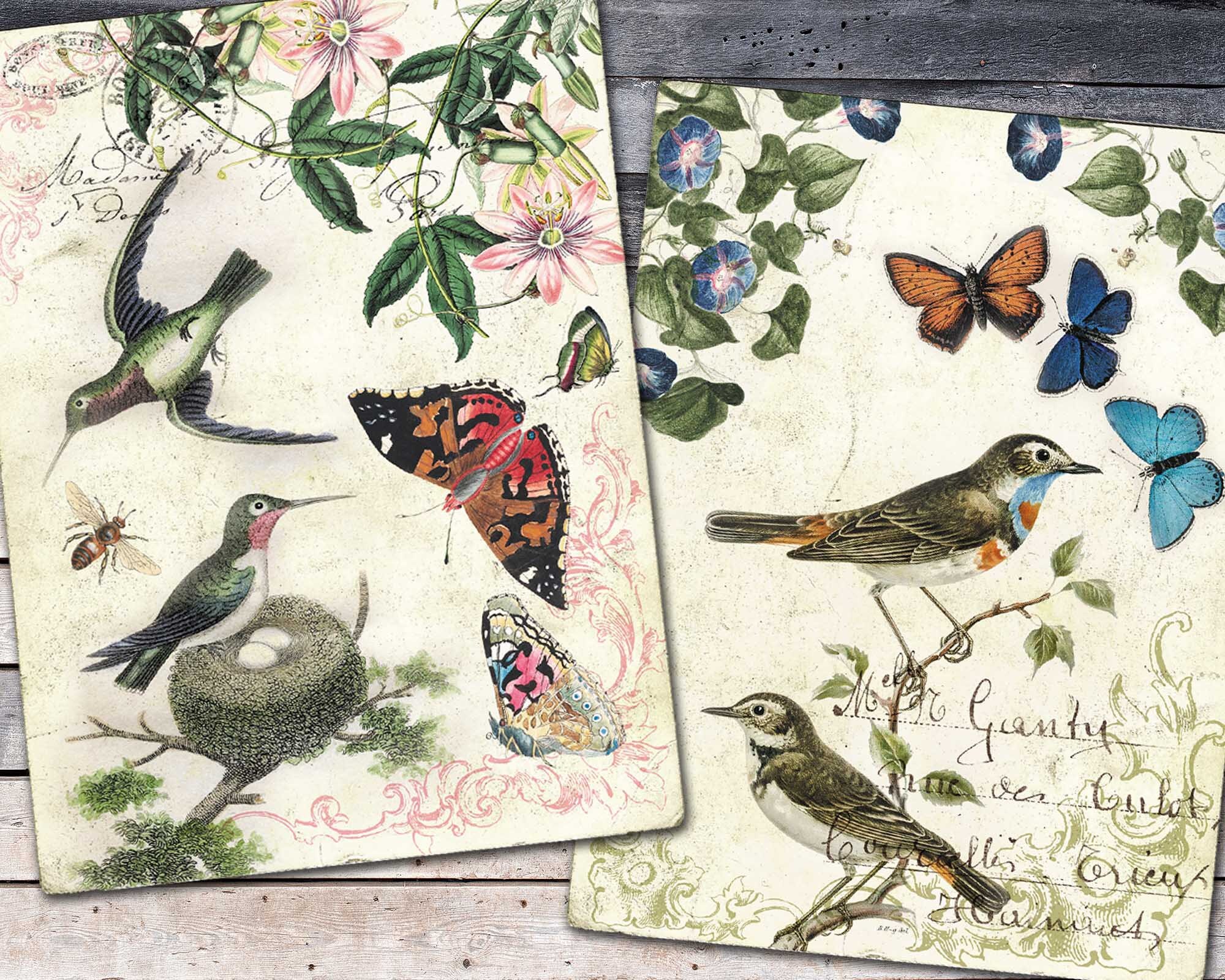 Printable Birds and Bugs Paper Bird Journal Bird Pages - Etsy