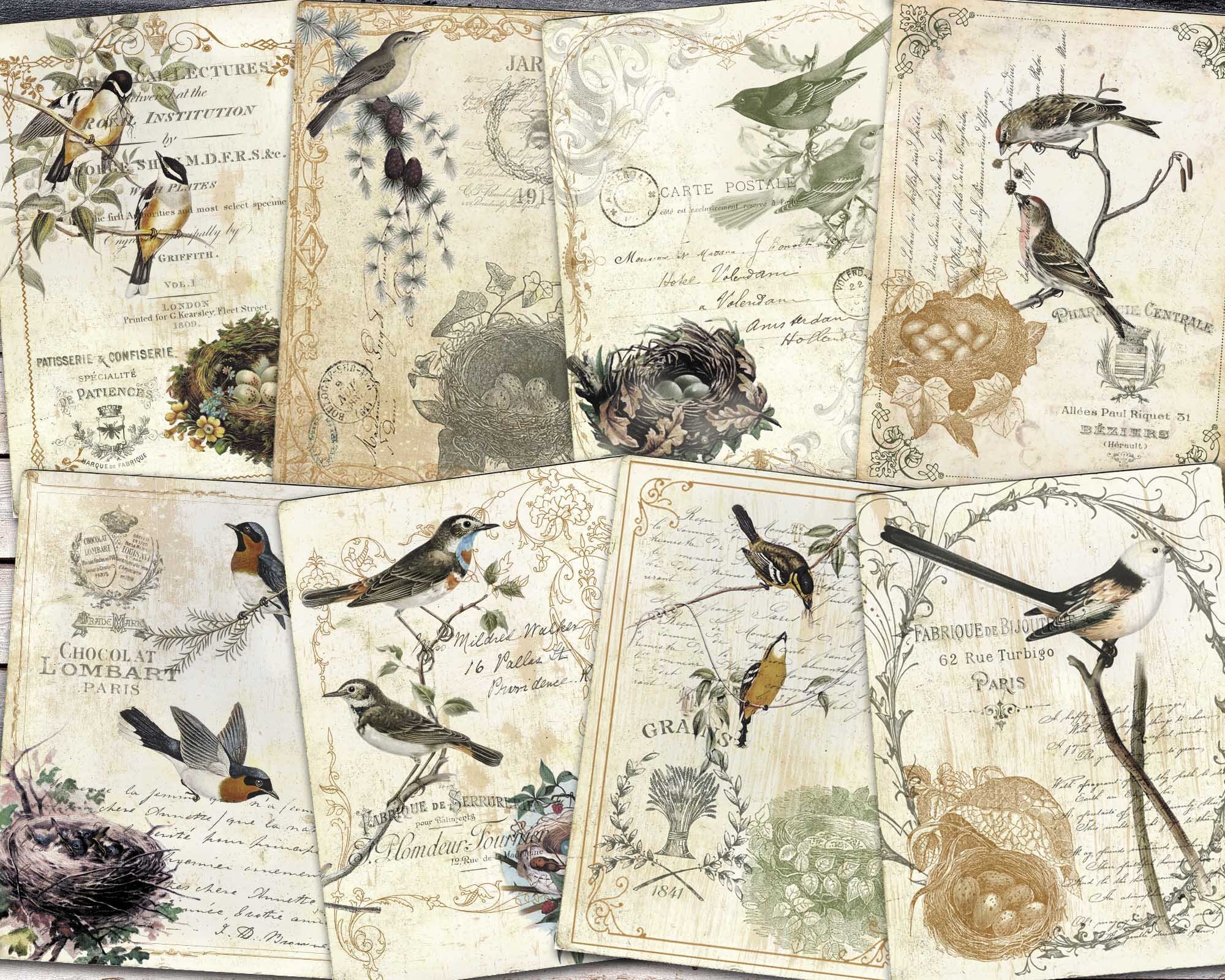 Vintage Birds and Nests Paper Shabby Bird Paper Victorian - Etsy