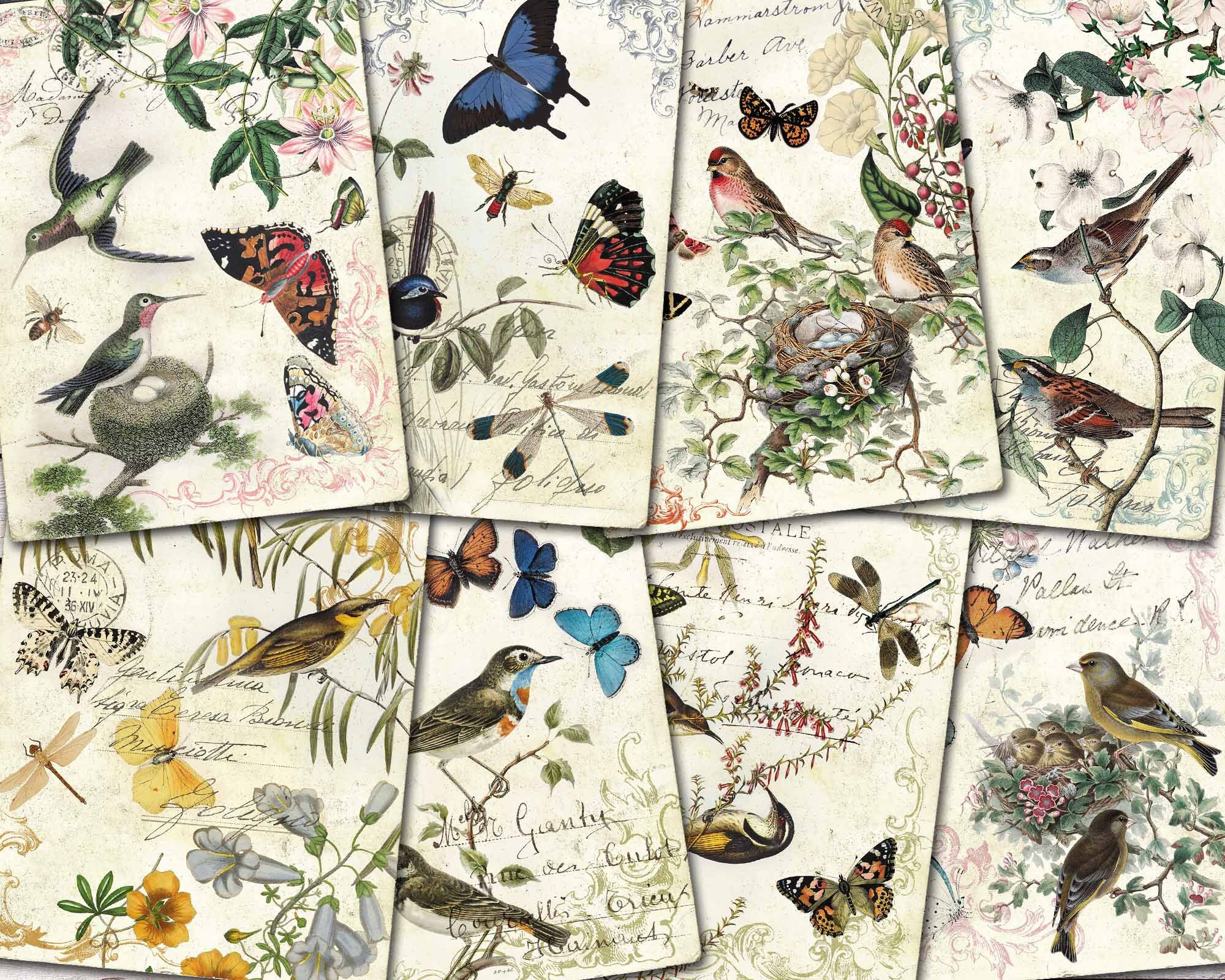 Printable Birds and Bugs Paper Bird Journal Bird Pages - Etsy