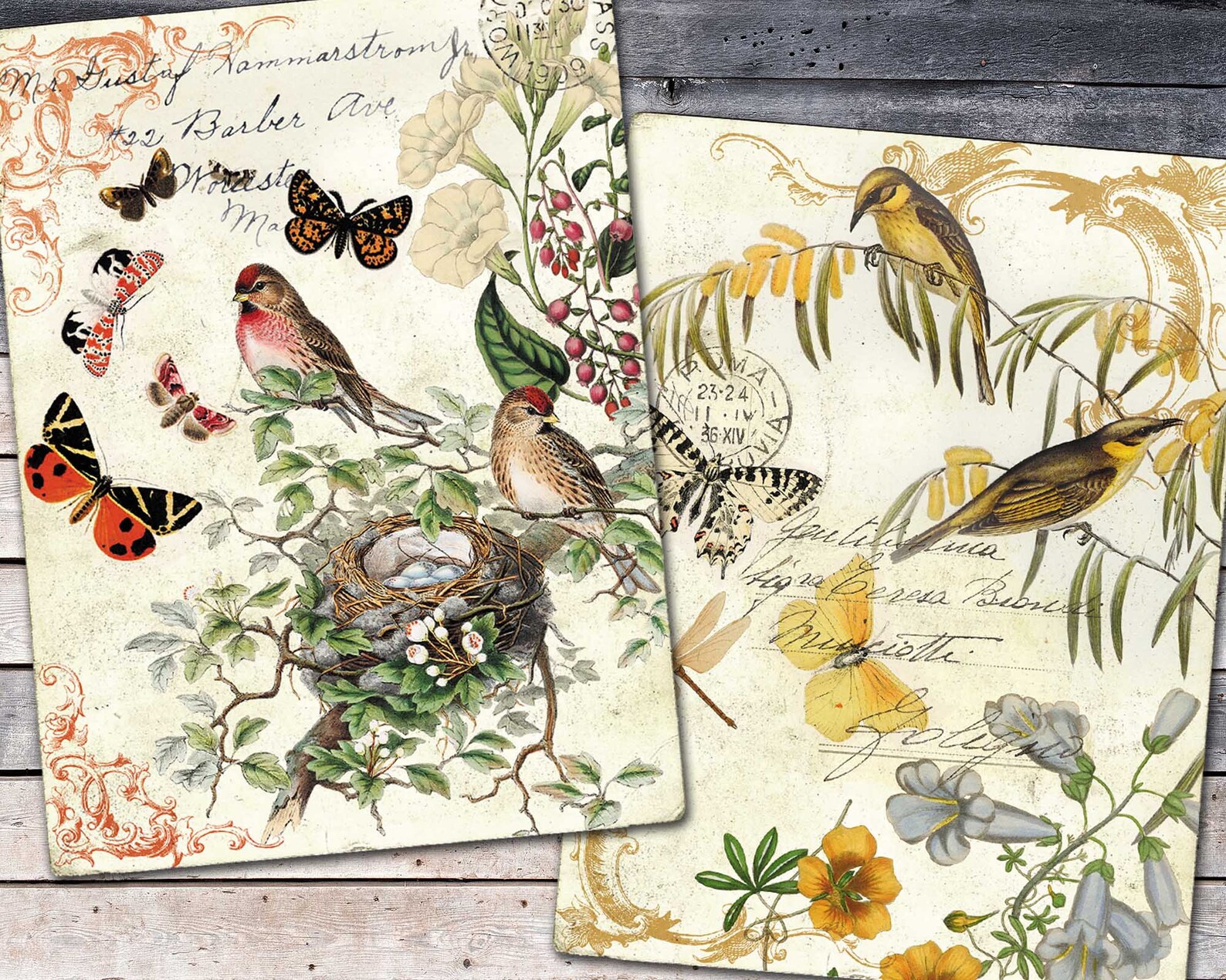 Printable Birds and Bugs Paper Bird Journal Bird Pages - Etsy