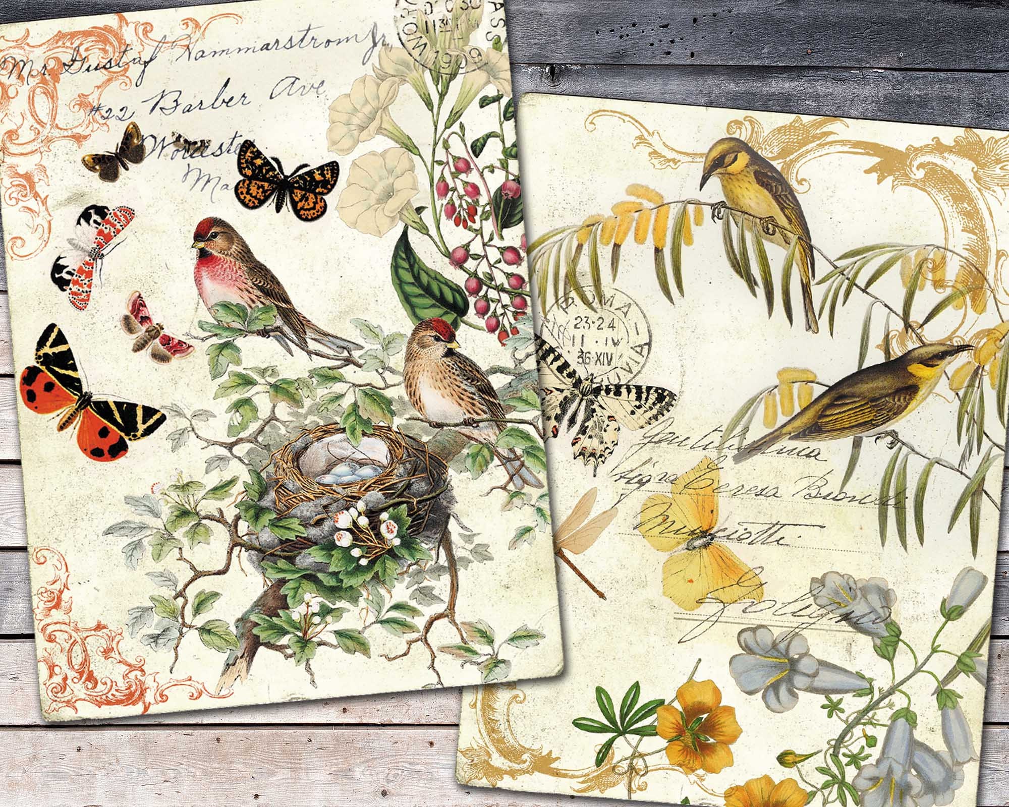 Printable Birds and Bugs Paper Bird Journal Bird Pages - Etsy