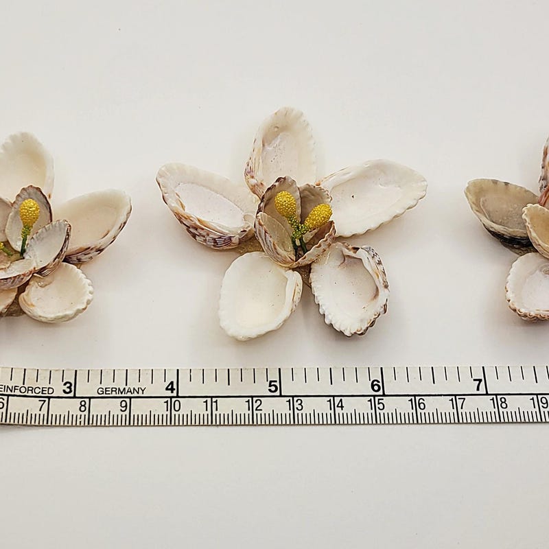 Cats Paw Shell - Etsy