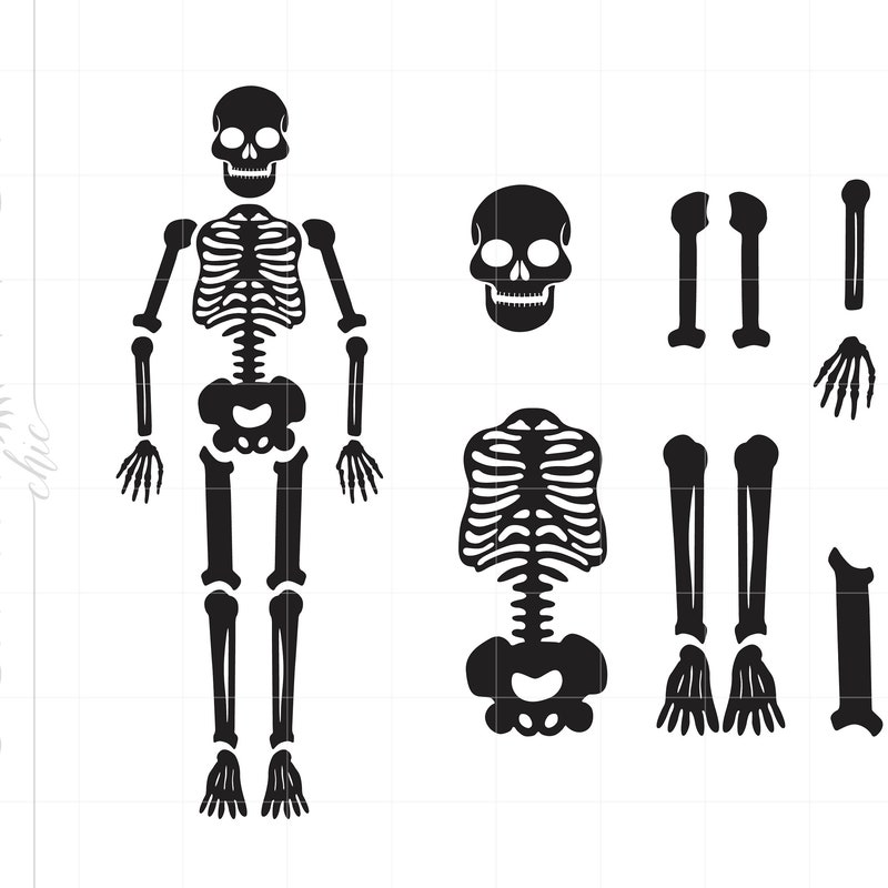 Skeleton Bones Svg - Etsy