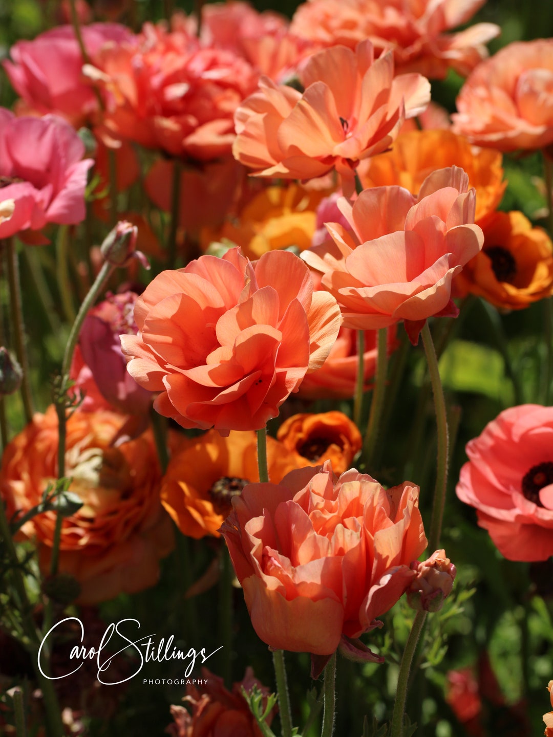 JPG Instant Download Unlimited Personal Use Printable Art Peach-colored ...