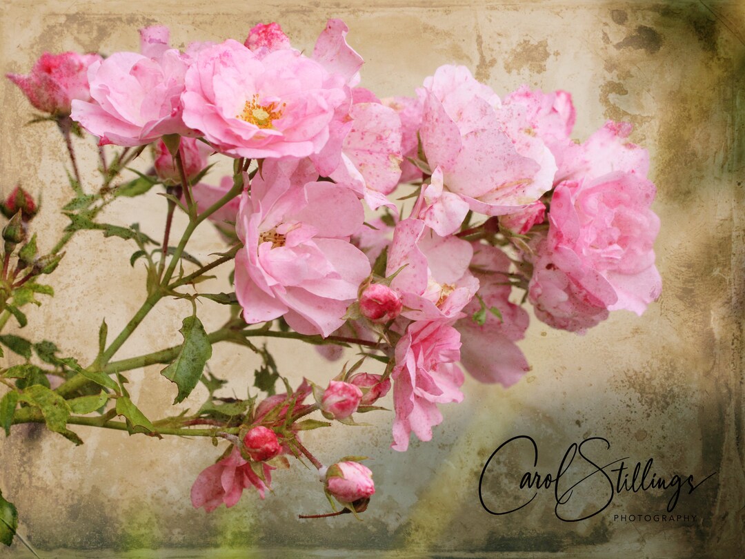 JPG Instant Download Unlimited Personal Use Printable Pink Roses Art ...