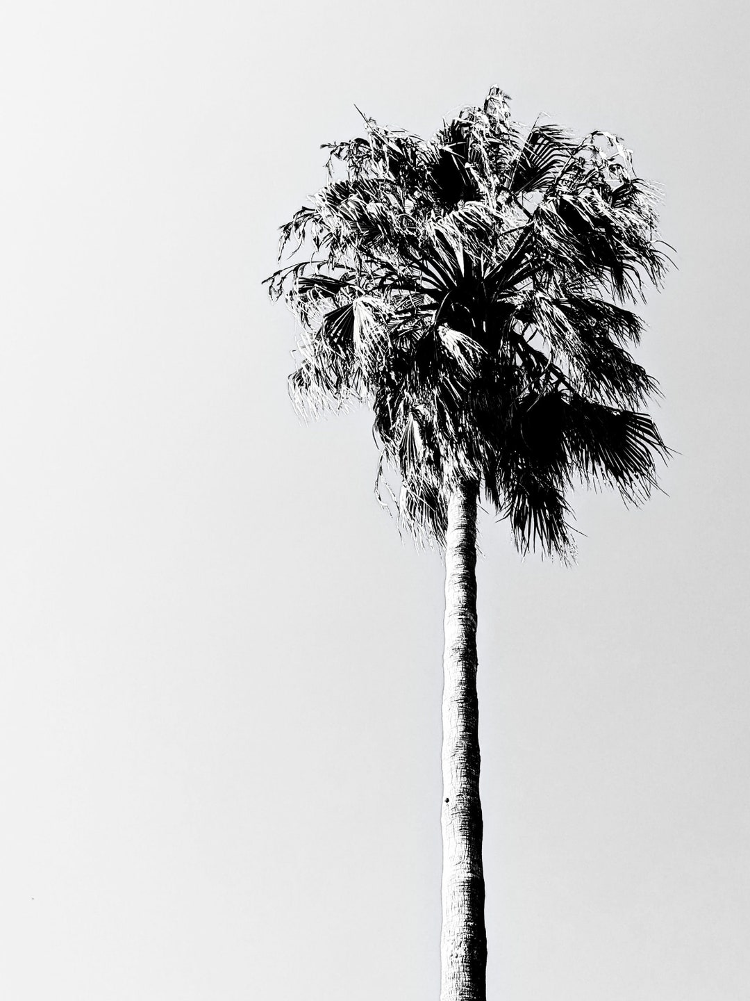 Palm Tree, Black and White, Tropical, Southern California, Minimal ...