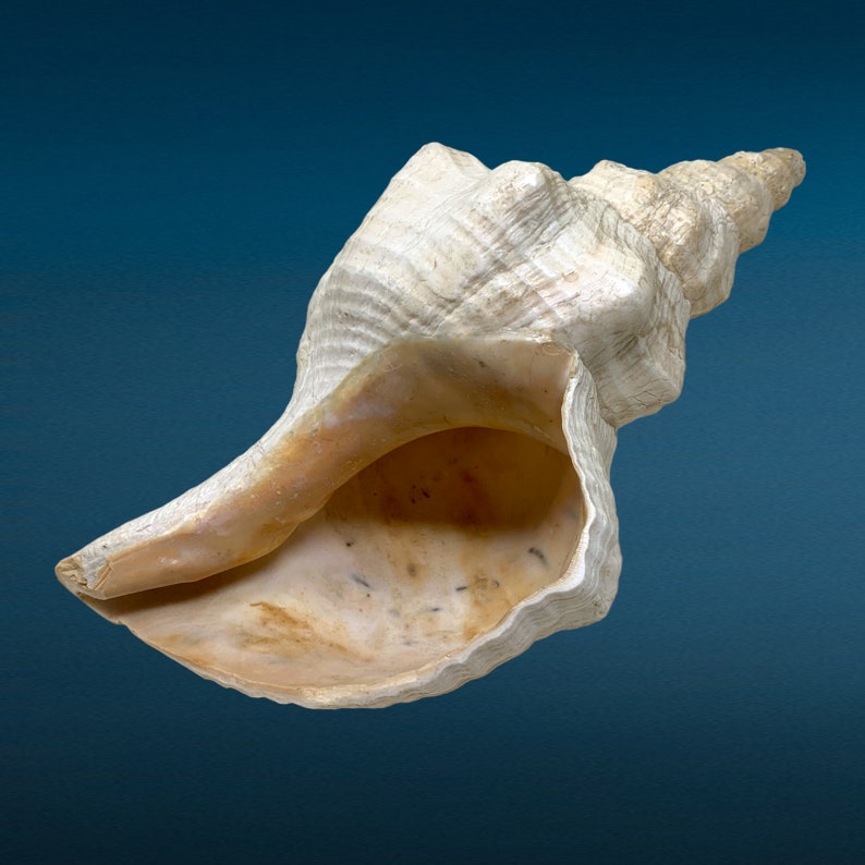 Florida Horse Conch Shell Triplofusus Giganteus Seashell Natural Beach ...