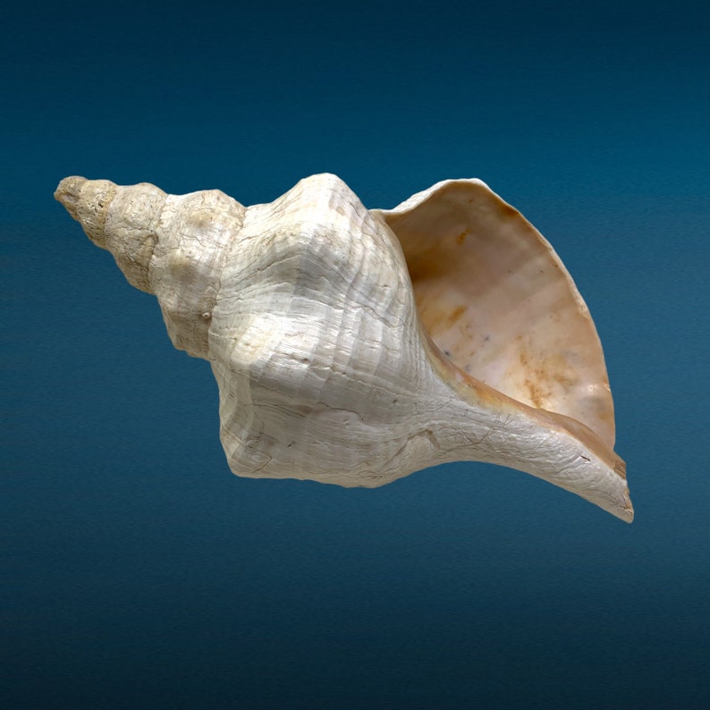 Florida Horse Conch Shell Triplofusus Giganteus Seashell Natural Beach ...