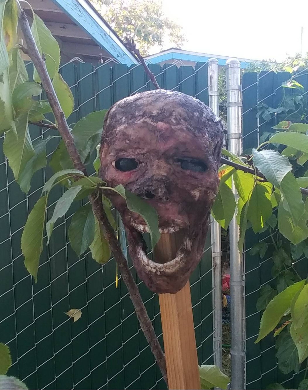 Halloween / Movie Prop Corpse Head - Etsy