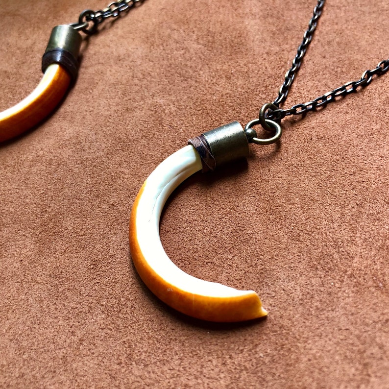Authentic Beaver Tooth Necklace Real Tooth Pendant Natural - Etsy