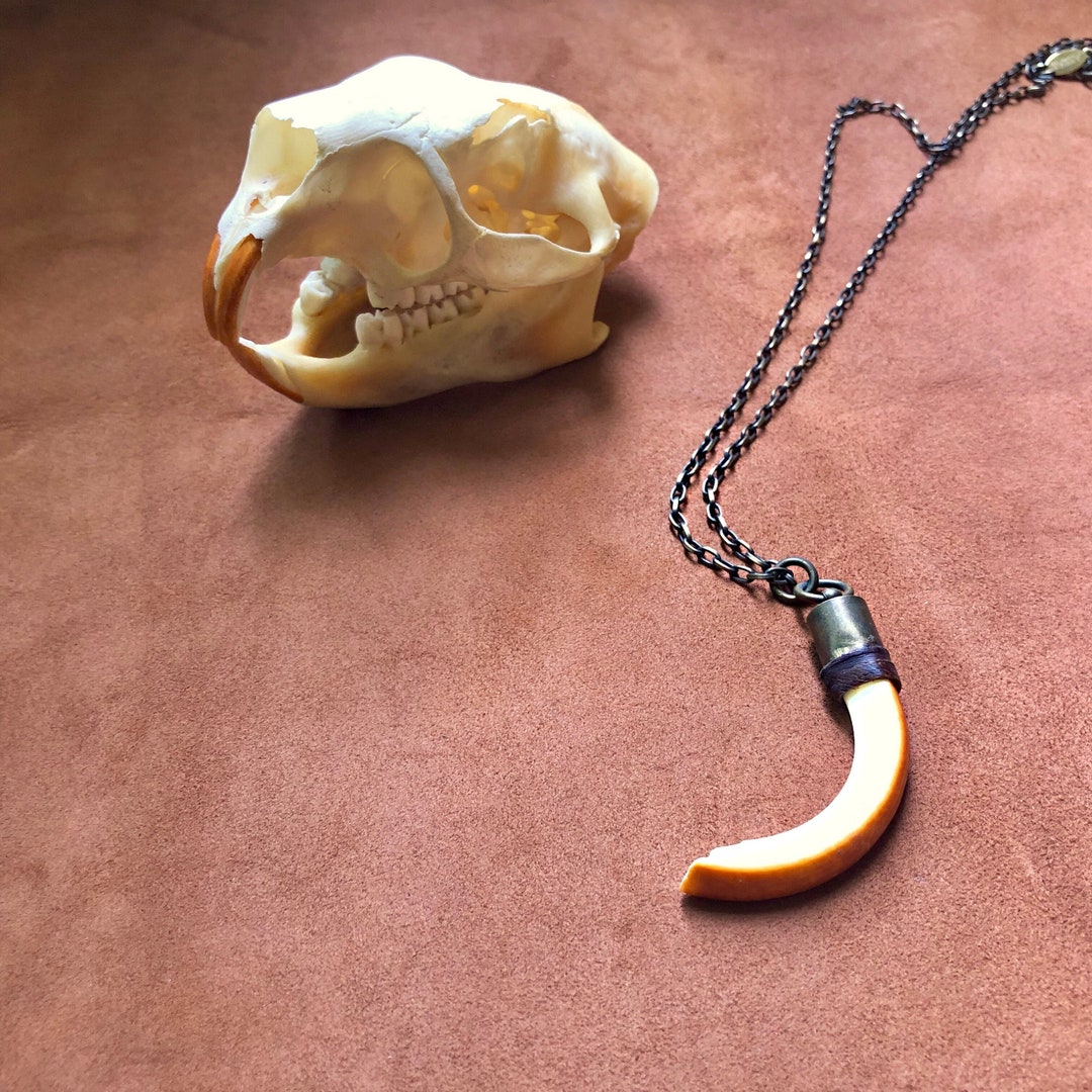Authentic Beaver Tooth Necklace, Real Tooth Pendant, Natural History ...