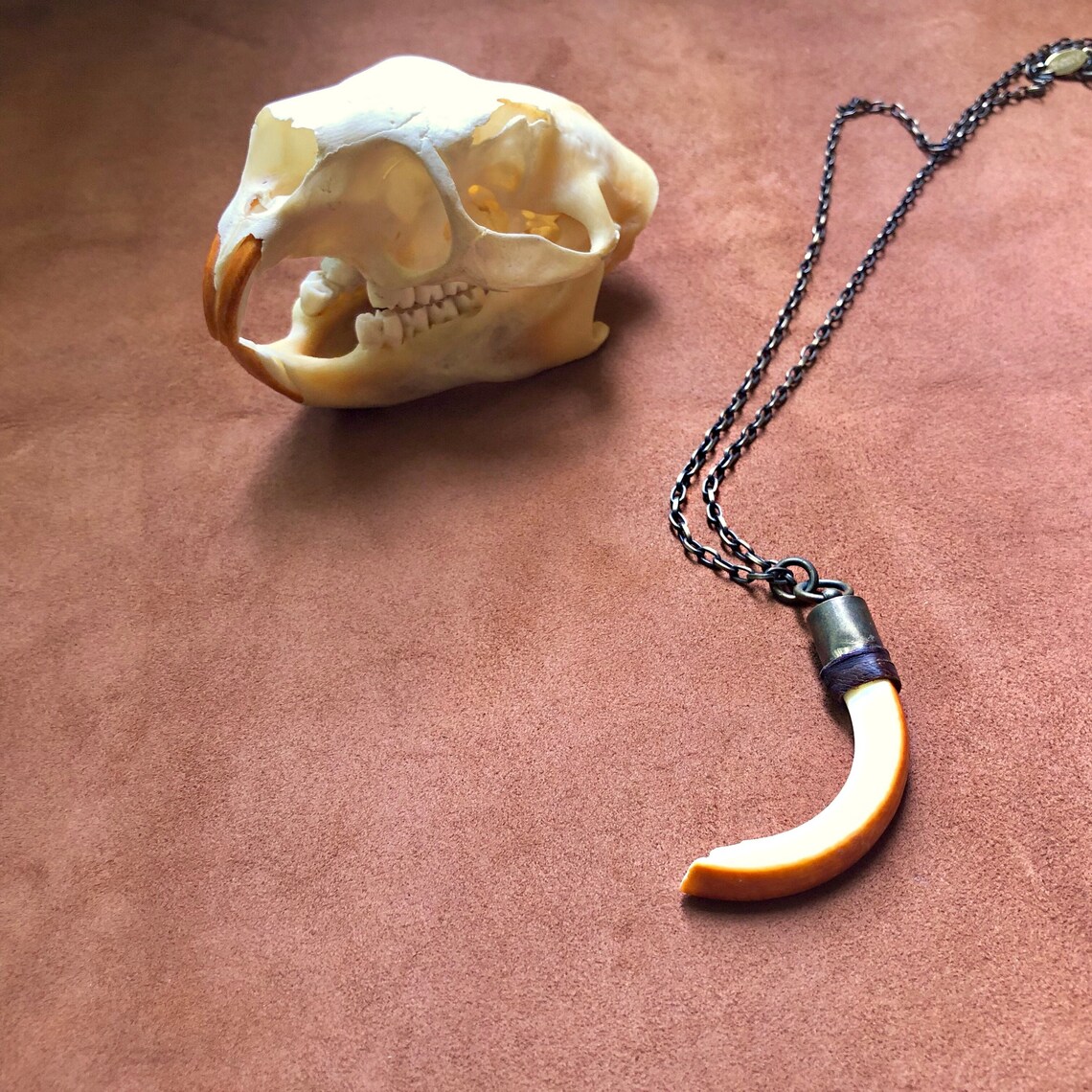 Authentic Beaver Tooth Necklace Real Tooth Pendant Natural - Etsy