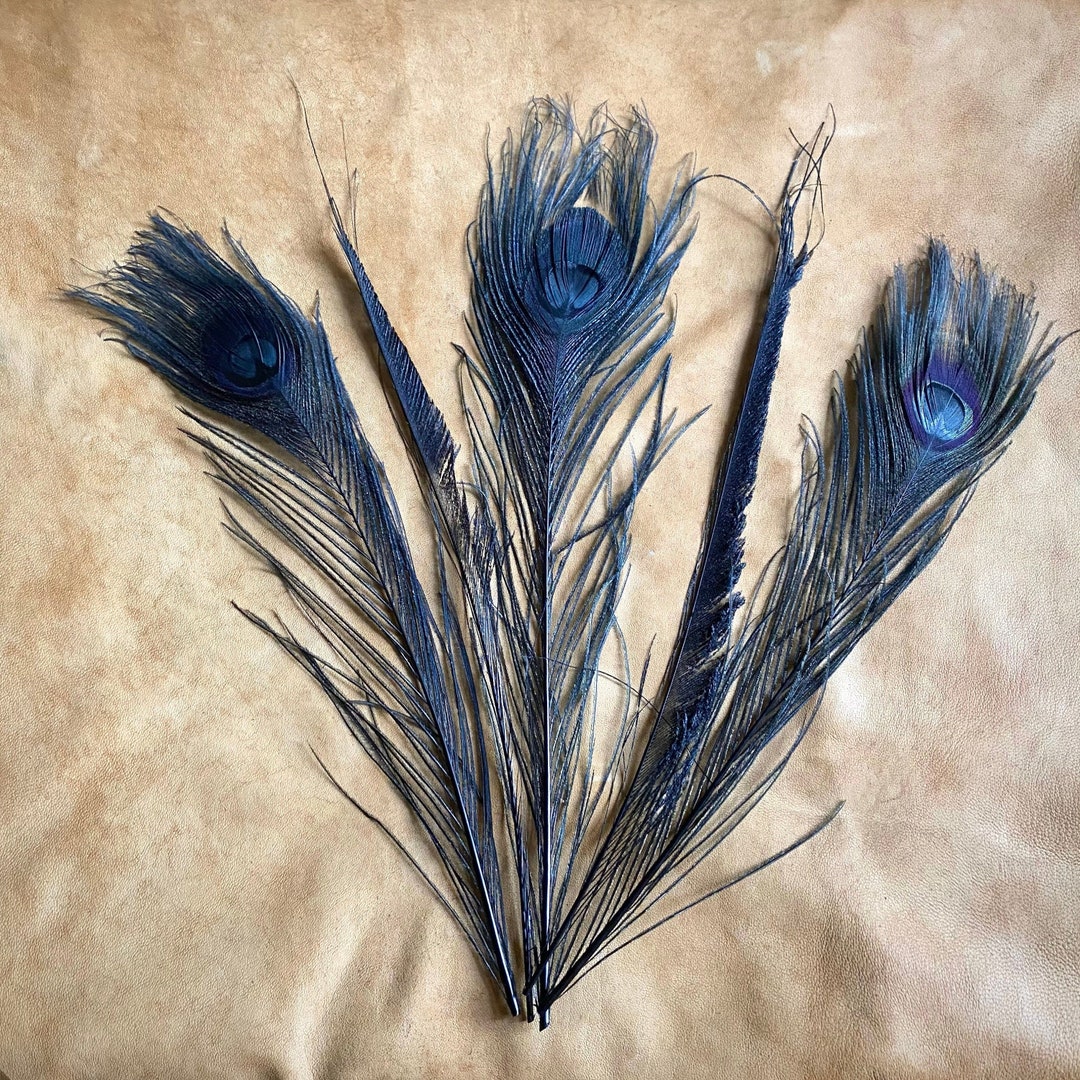 Five (5) Black Peacock Feathers, (3) Eye Feathers and (2) Sword ...