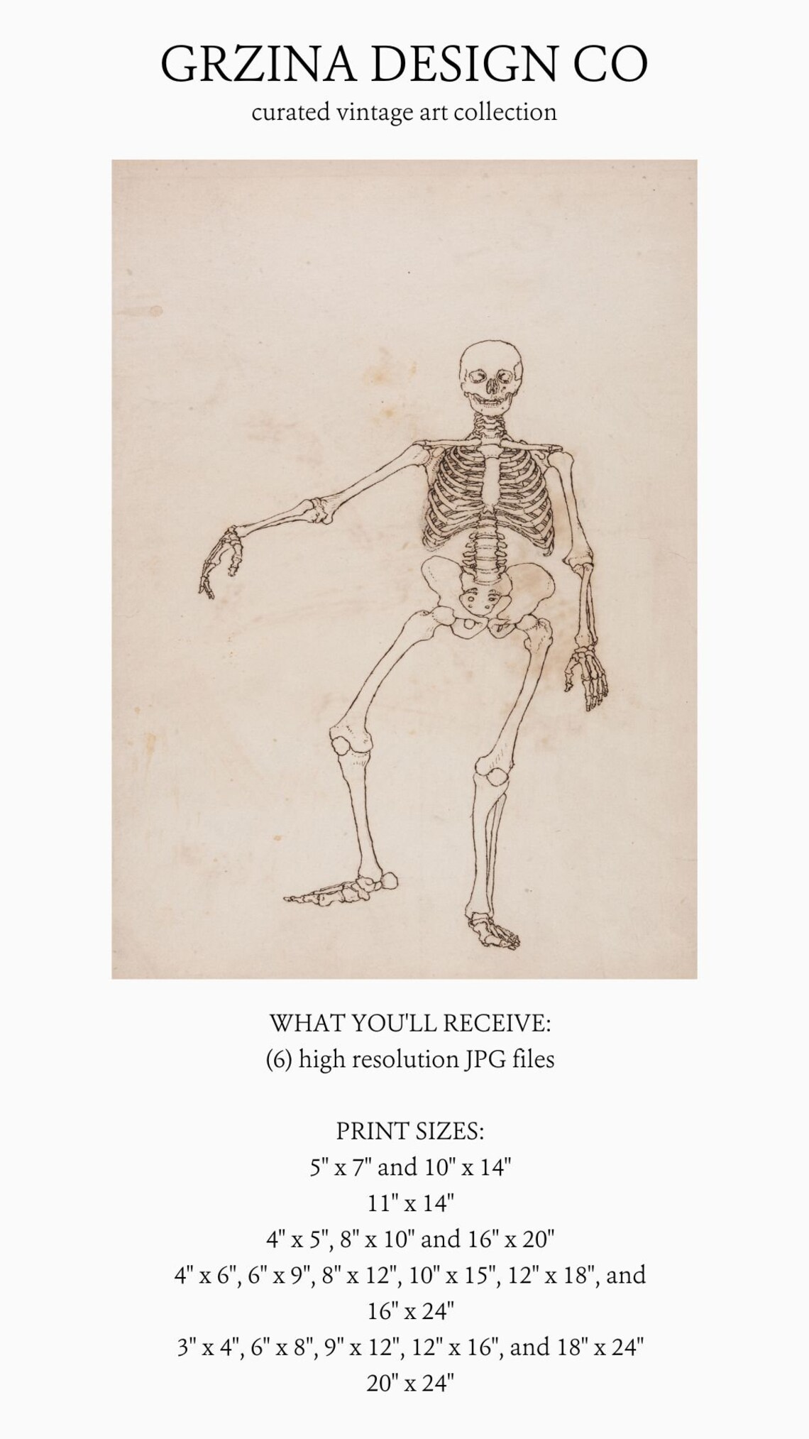 Vintage Anatomy Drawing / Skeleton / PRINTABLE / DIGITAL - Etsy