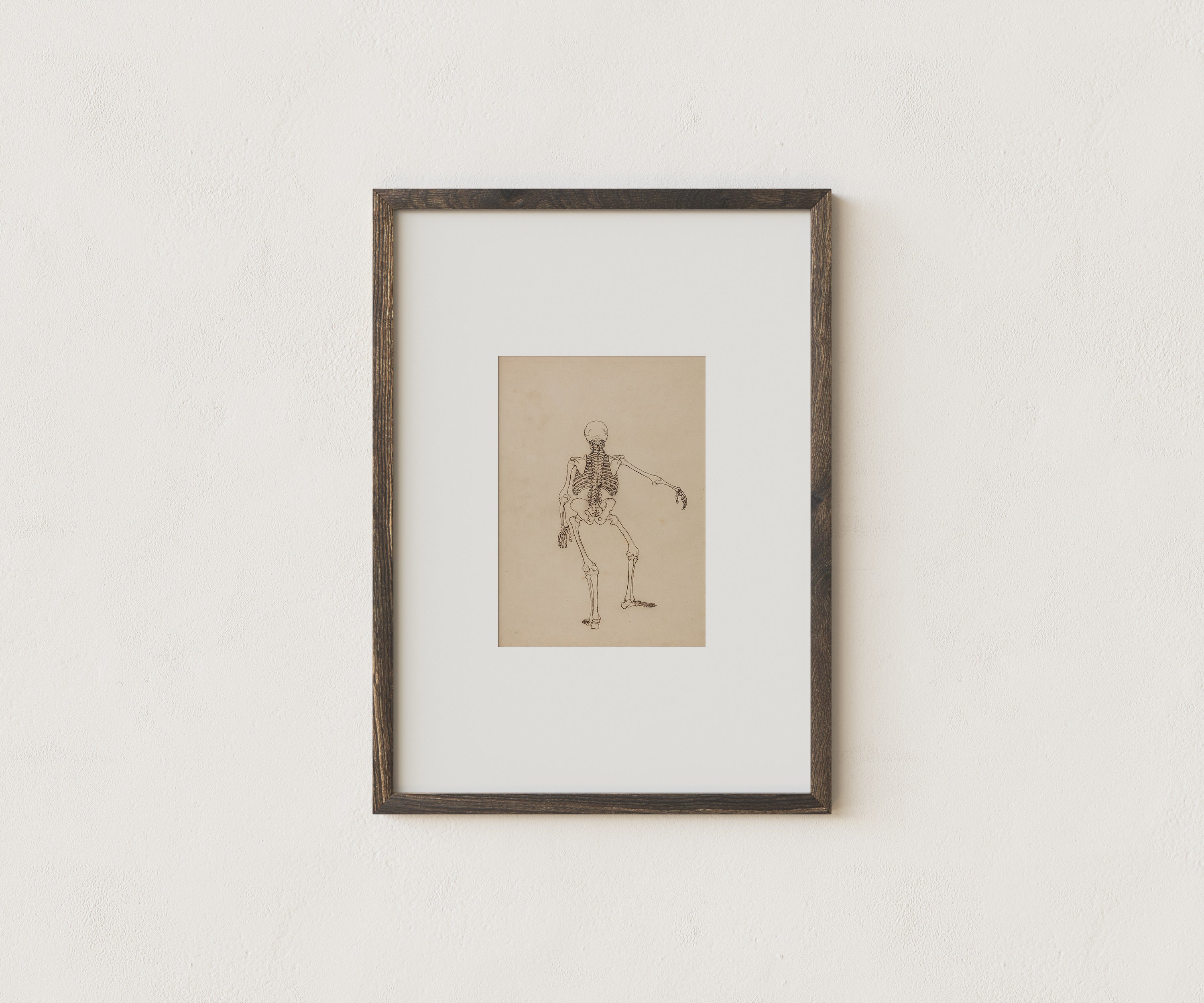 Vintage Anatomy Drawings / Skeleton Wall Art / PRINTABLE / DIGITAL ...