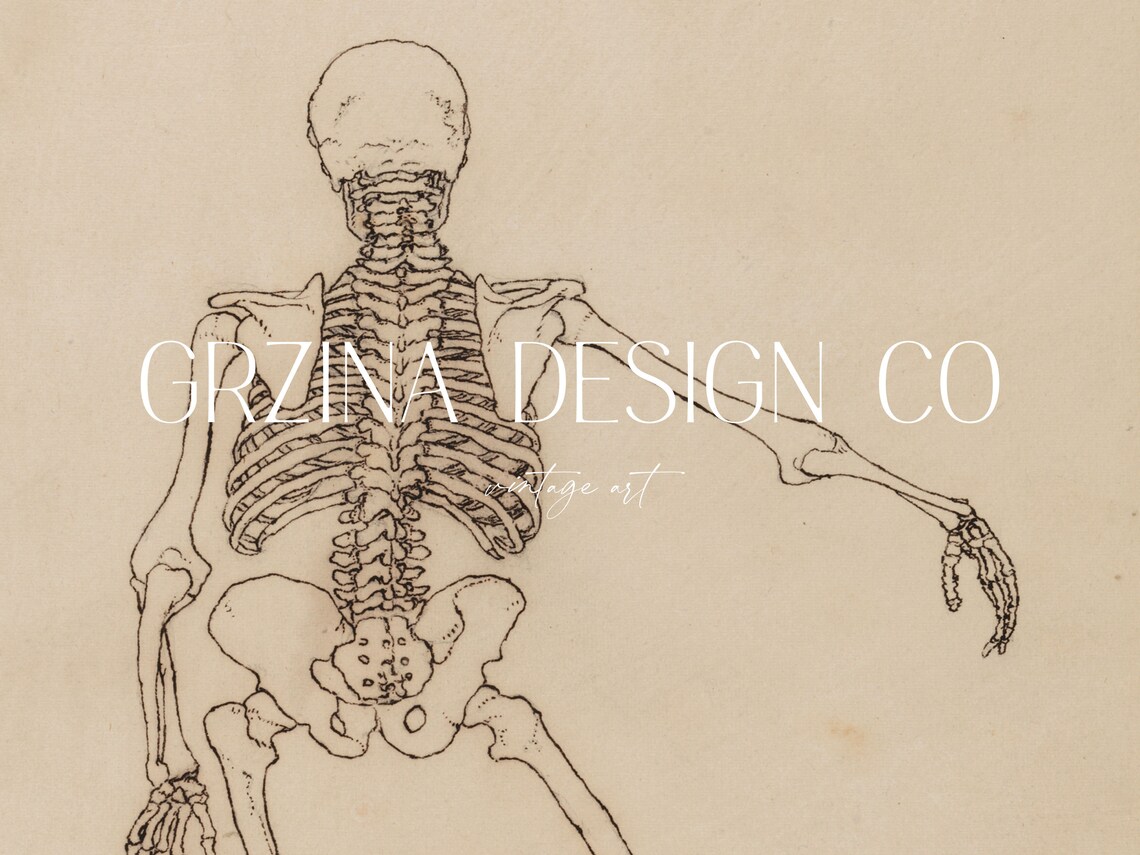 Vintage Anatomy Drawings / Skeleton Wall Art / PRINTABLE / DIGITAL ...