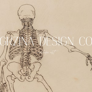 Vintage Anatomy Drawings / Skeleton Wall Art / PRINTABLE / DIGITAL ...