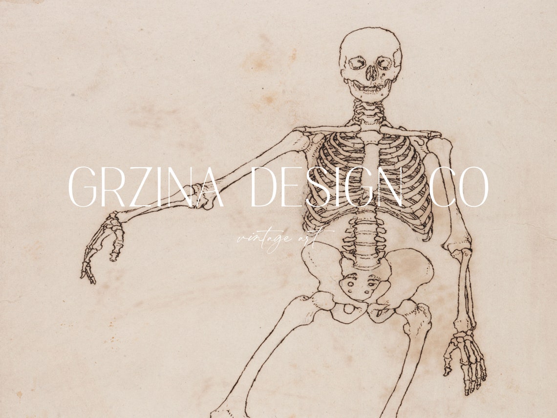 Vintage Anatomy Drawings / Skeleton Wall Art / PRINTABLE / DIGITAL ...